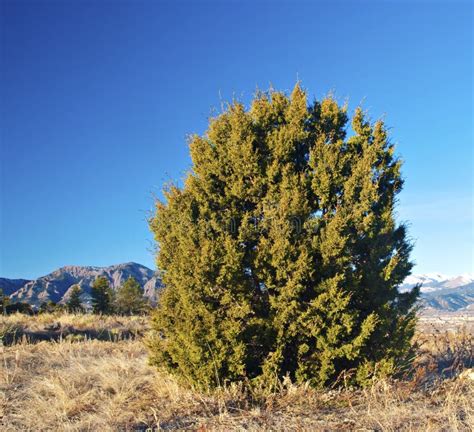 Round Juniper Tree Stock Image Image Of Open Still 12002417