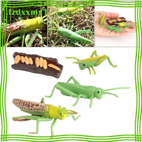จําลอง Nature Grasshopper Growth ของเล่นความรู้ความเข้าใจก่อนวัยเรียน