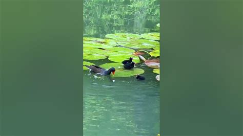 Loust Viralvideo Youtube