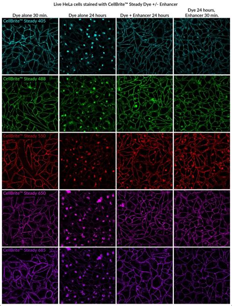 Cellbrite® Steady Membrane Staining Kits Biotium