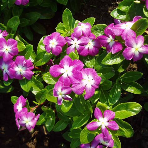 Qauzuy Garden 40 Vinca Periwinkle Seeds For Planting Non