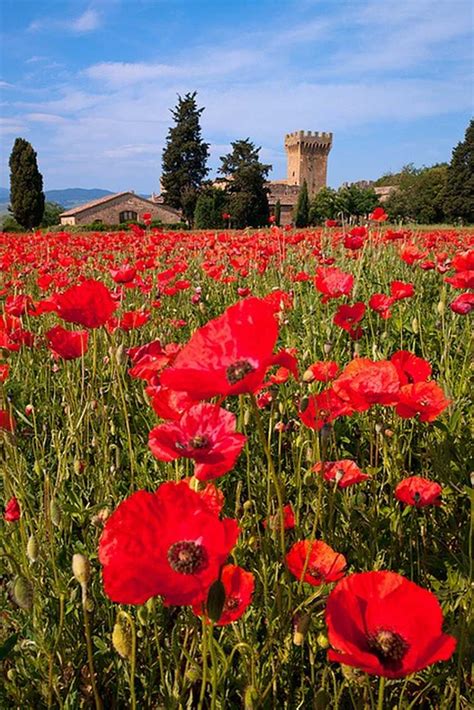 Tuscan Poppy Fields