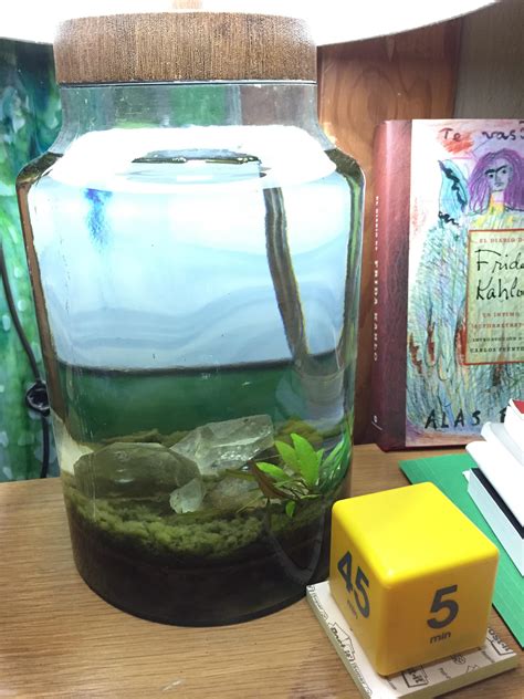 Three Year Old Planted Lamp Crystals Algae Crypt And Microfauna R Plantedtank