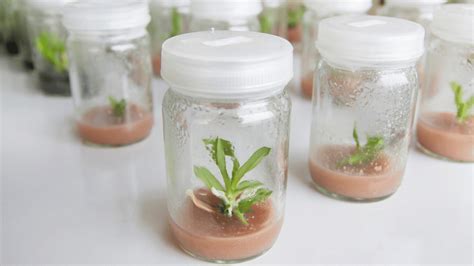 Callus Culture Definition And Applications Plant Cell Technology
