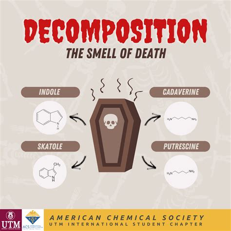 Human Decomposition Timeline