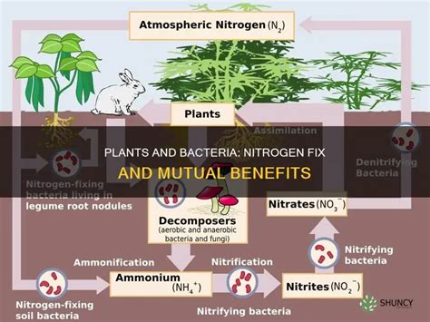 Plants And Bacteria Nitrogen Fix And Mutual Benefits Shuncy