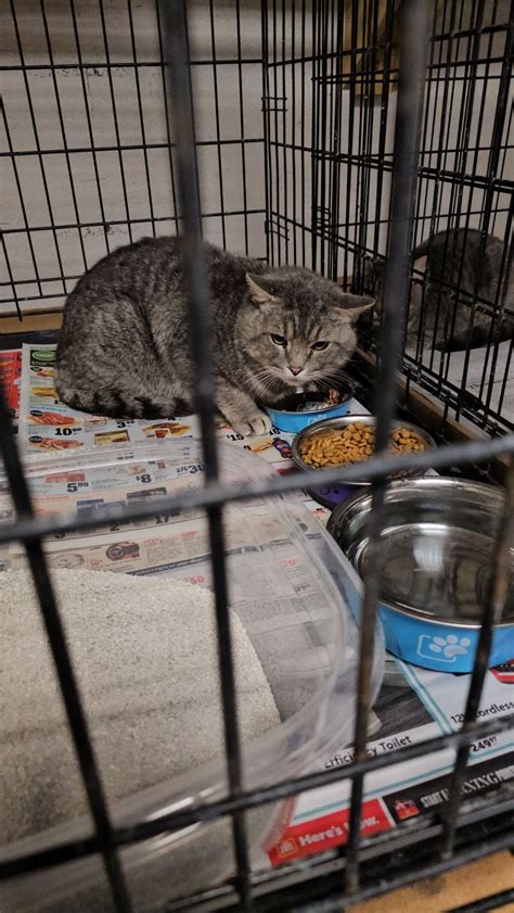 🐈we Know The Sex And Age Of Feline Fix Barrie