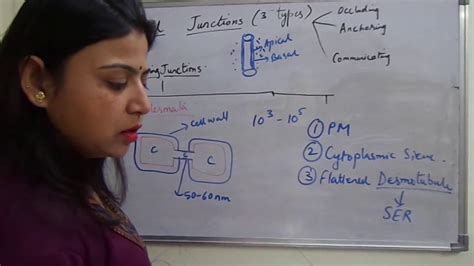 Plasmodesmata Youtube