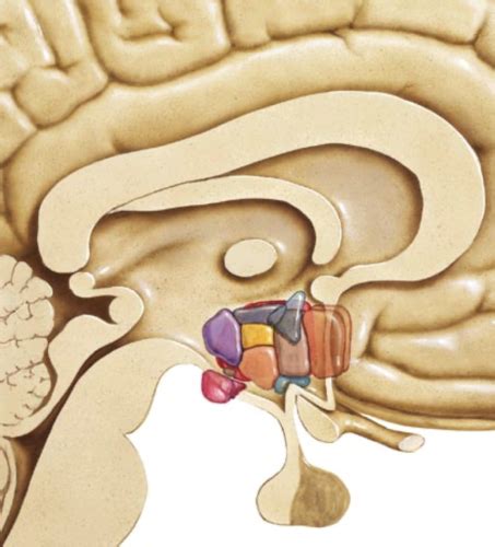 Endo Flashcards Quizlet Endo Flashcards Quizlet