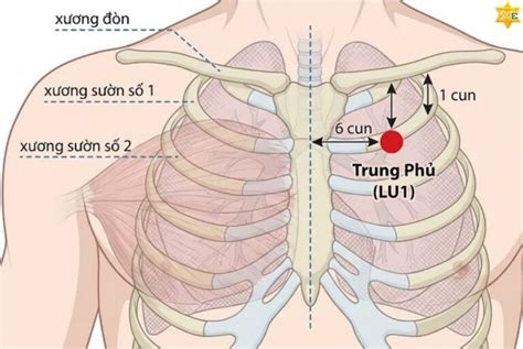 Huyệt Trung Phủ Nằm ở đâu Khám Phá 5 Công Dụng Của Huyệt Trung Phủ