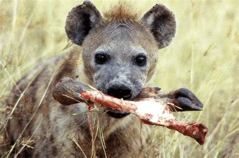 Explore Spotted Hyenas In Their Habitats In Ugandas Savannah National