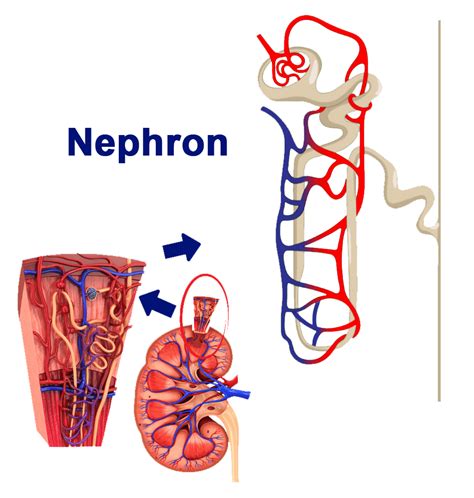 Drugs That Affect The Cardiovascular System Interactive Biology With