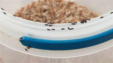 Kitchen Bugs Identification 7 Most Commonly Found Bugs School Of Bugs