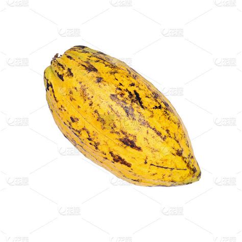 可可果实，生可可豆，可可荚分离在白色背景