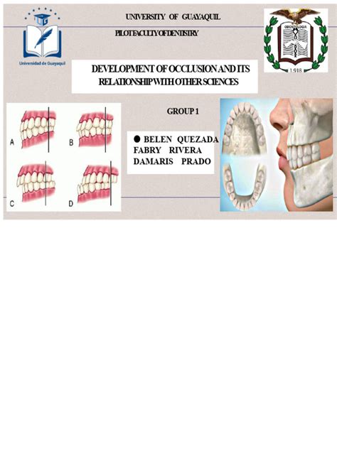 Development Of The Occlusion Pdf Dental Anatomy Primate Anatomy