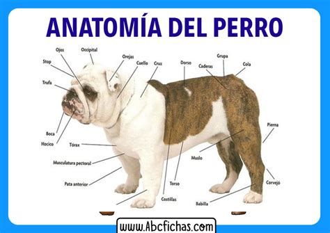 Fisionomia De Un Perro Abc Fichas