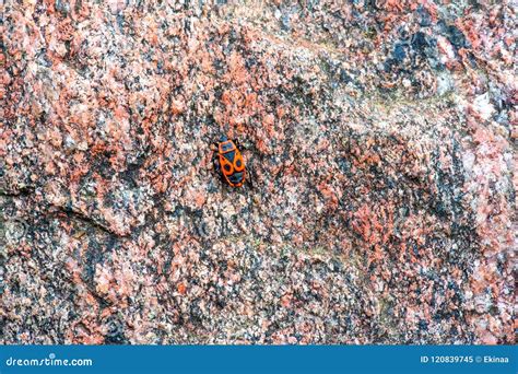 Pattern Of Granite Wall Texture Royalty Free Stock Image 50510704