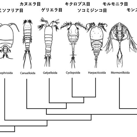 Phylogenetic Tree Of Copepod Orders Based On Sequences Of 18s Rrna