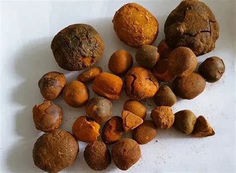 Oxcow Bladder Gallstones 100 Whole Stones Available Buy Cow Gall