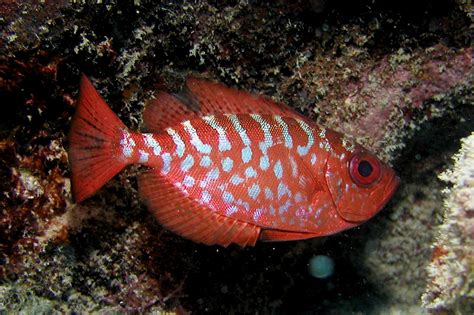 Glass Eye Snapper