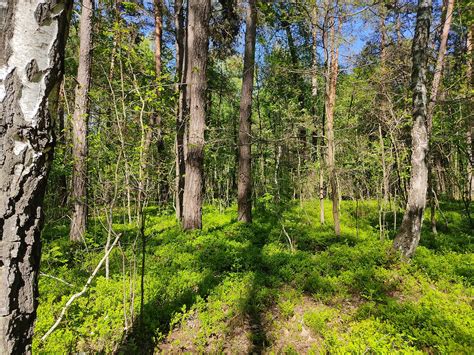 Forest Spring Trees Free Photo On Pixabay Pixabay