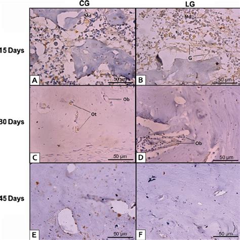 Morphometry Of The Area Of New Bone Formation A Illustration The Download Scientific Diagram