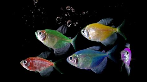 How To Tell The Sex Of Glofish Cuteness