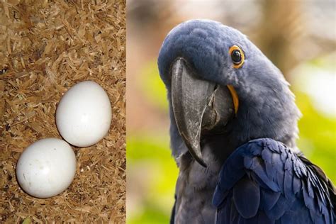 Arara Azul Imagens Raras Desvendam Os Segredos Do Nascimento No Ninho
