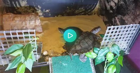 Exploring Their New Basking Area Album On Imgur