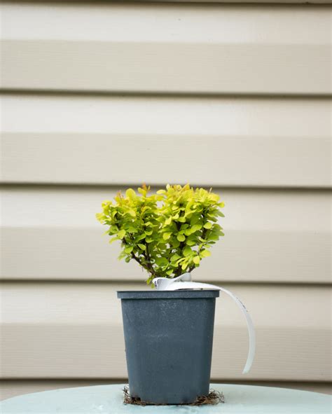 Thunbergi Kukerpuu Lime Star Viruplant