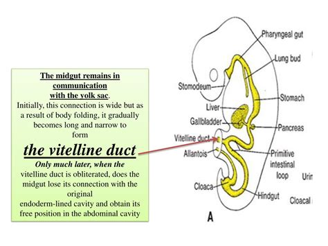 Ppt Derivatives Of The Ectodermal Germ Layer Powerpoint Presentation Id 1981616