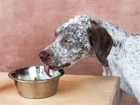 Bioavailability Rocketo