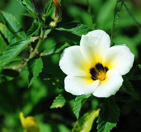 Single Flower Background Free Stock Photo Public Domain Pictures
