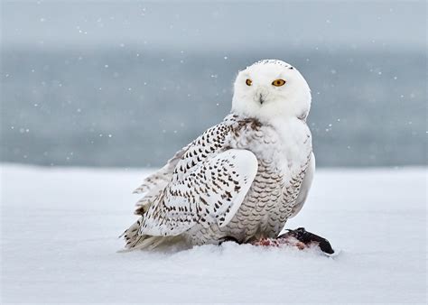 Snowyowl Hd Wallpapers