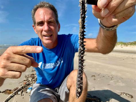 Rare Venomous Sea Worms Found On Texas Beach Scientists Say