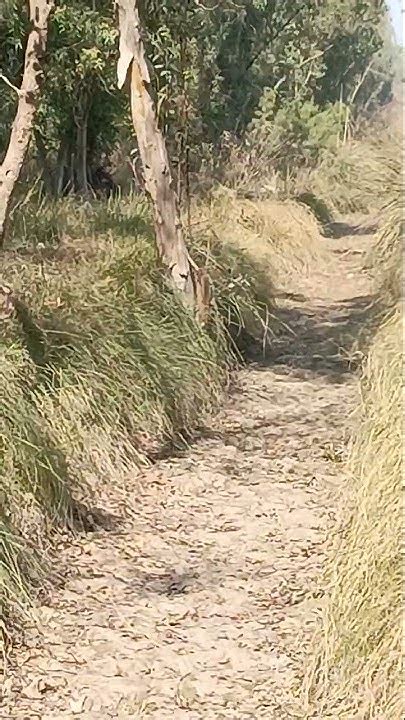 جنت کا درخت Youtube