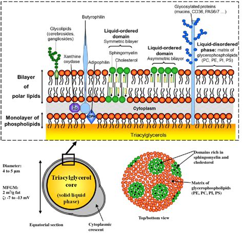 Structure Of Milk Fat Globules And Schematic Representation Of The Milk