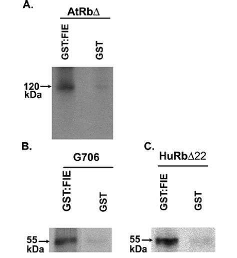 A C In Vitro Interaction Between Gst Fie And Mutant Rb Proteins