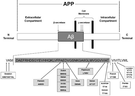 App Gene Mutations Resulting In Hereditary Caa Mutations With A Gray