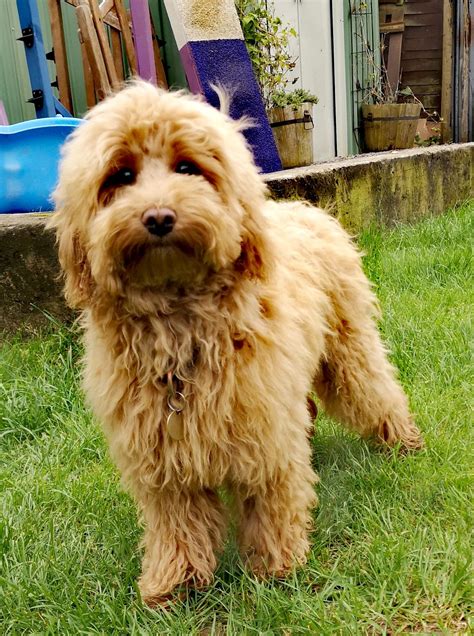 Poppy Cockapoo F Starfish Dog Rescue