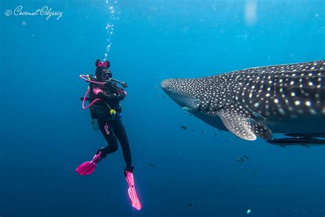 Cenderawasih Bay Indonesia Diving With Whale Sharks Coconut Odyssey
