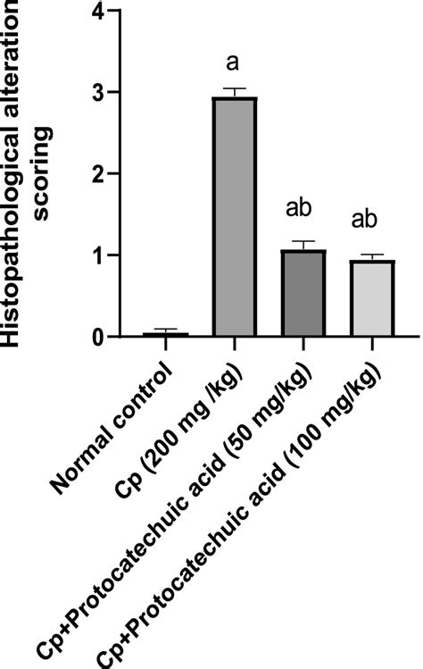 Effect Of Treatment With Protocatechuic Acid On Histomorphometric