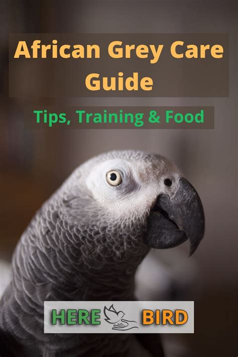 African Grey Care Guide Tips Training And Food How To Breed African