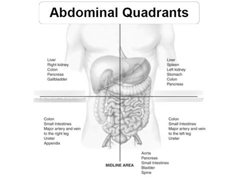 Quadrants Of Abdomen And Contents