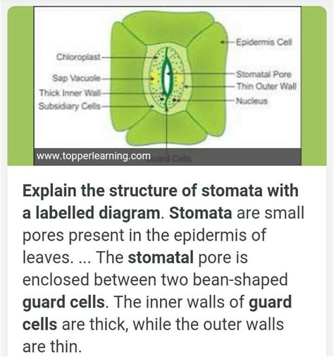 Stomata Structure