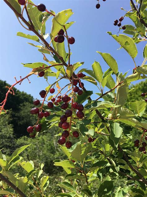 A Berry Immersive Tour Of Canadas Wild Berries Youth In Food Systems