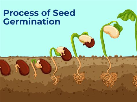 Seed Germination Investigation Lesson Plan Teaching Resources