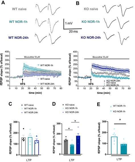 Lpp Ltp Is Occluded In Ko Mice Exposed To Nor 1 H But Abnormally Download Scientific Diagram