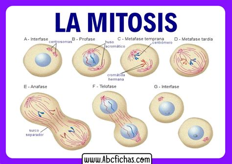 La Mitosis Y Sus Partes O Fases Abc Fichas