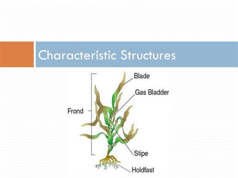 Ppt Brown Algae Powerpoint Presentation Free Download Id1701515